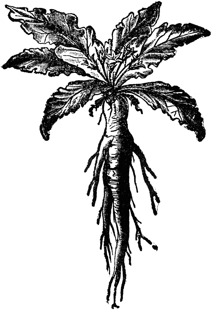 October-ganza 3, day 19: A Pentad of Peculiar Plants | Sentinel Hill Press